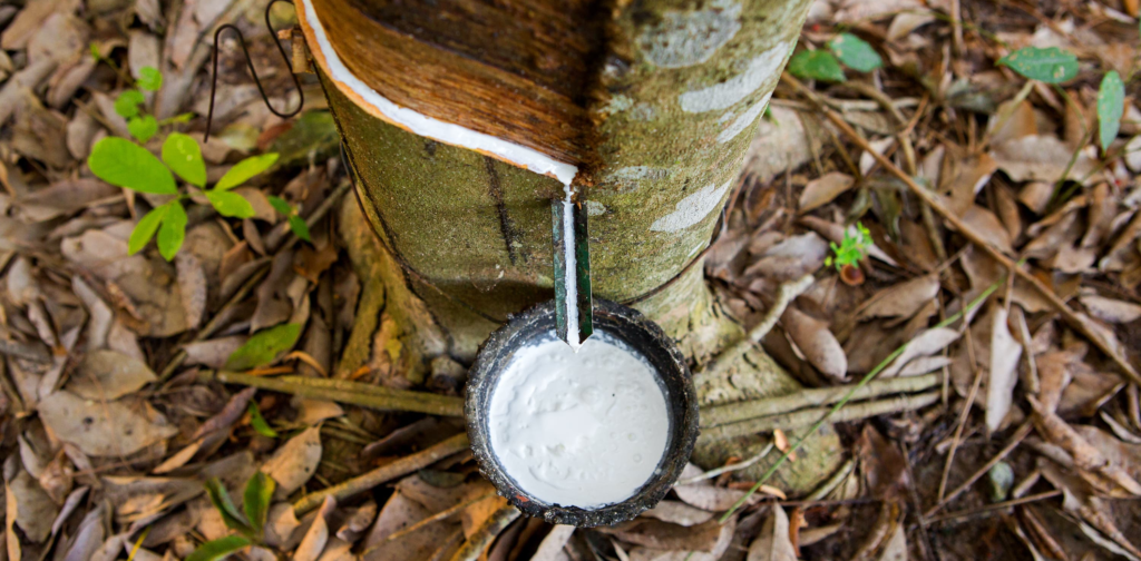 Rubber – does ‘natural’ mean sustainable? - SPOTT.org | SPOTT.org