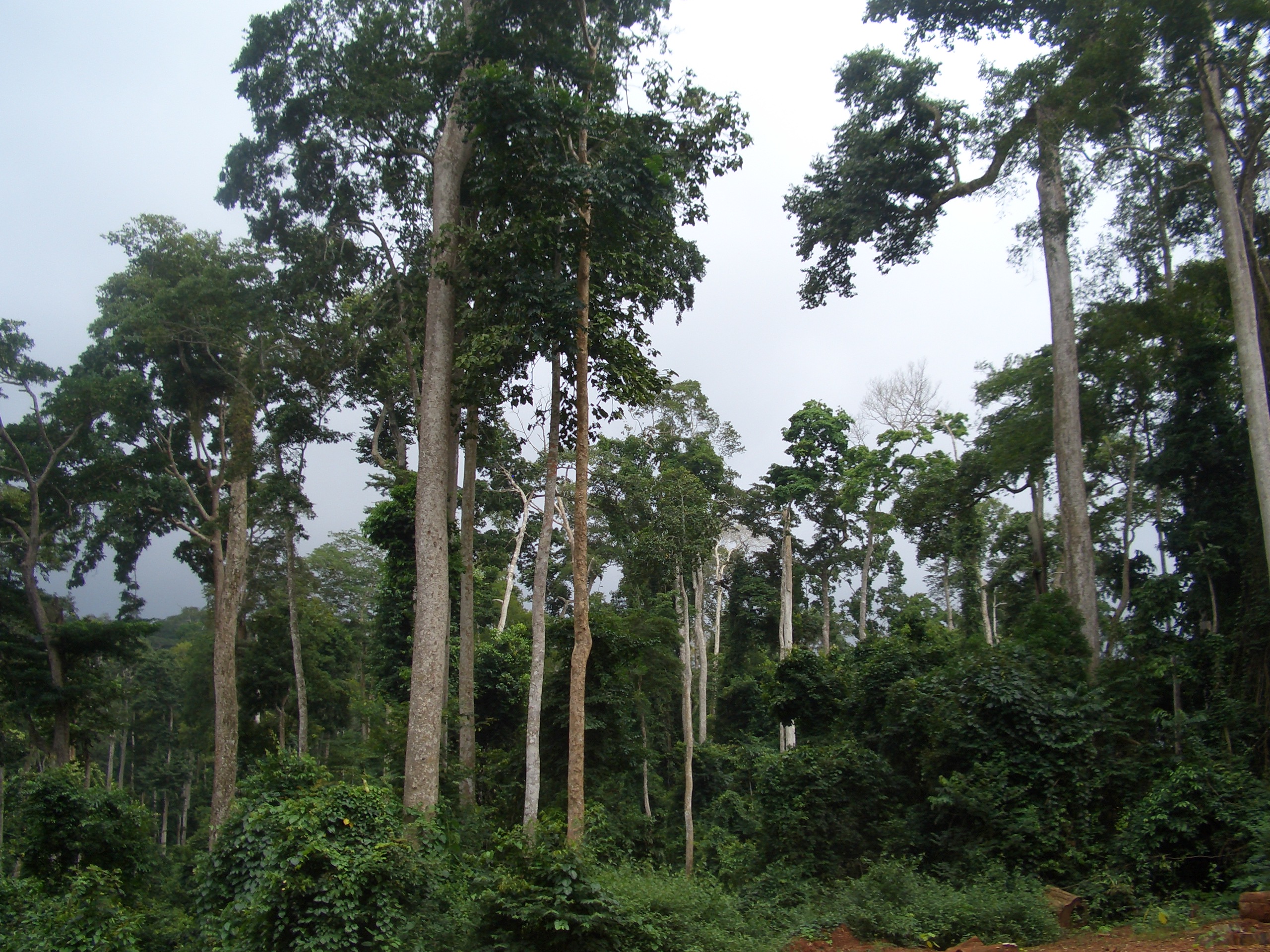 Tropical forestry sector failing to assess impacts of climate crisis ...