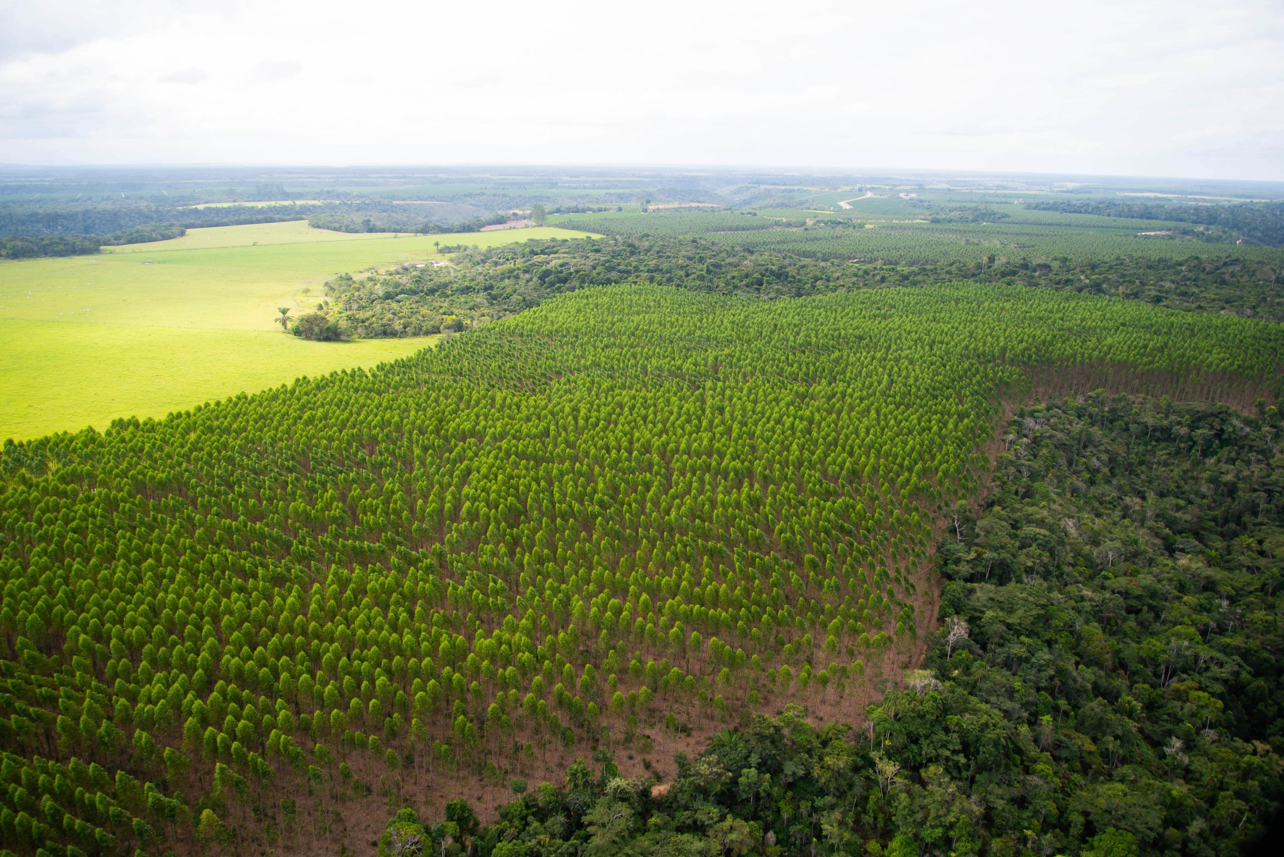 Tropical Timber: A Guide to Responsible Sourcing and Financing - SPOTT ...