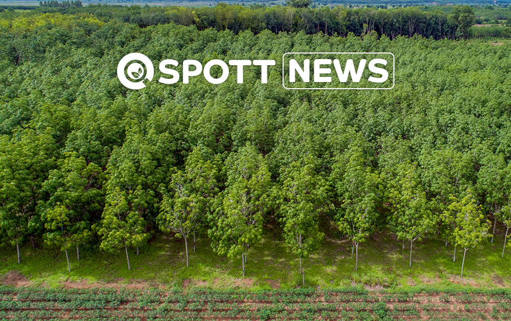 Natural Rubber Indicator Framework – your feedback welcome - SPOTT.org ...